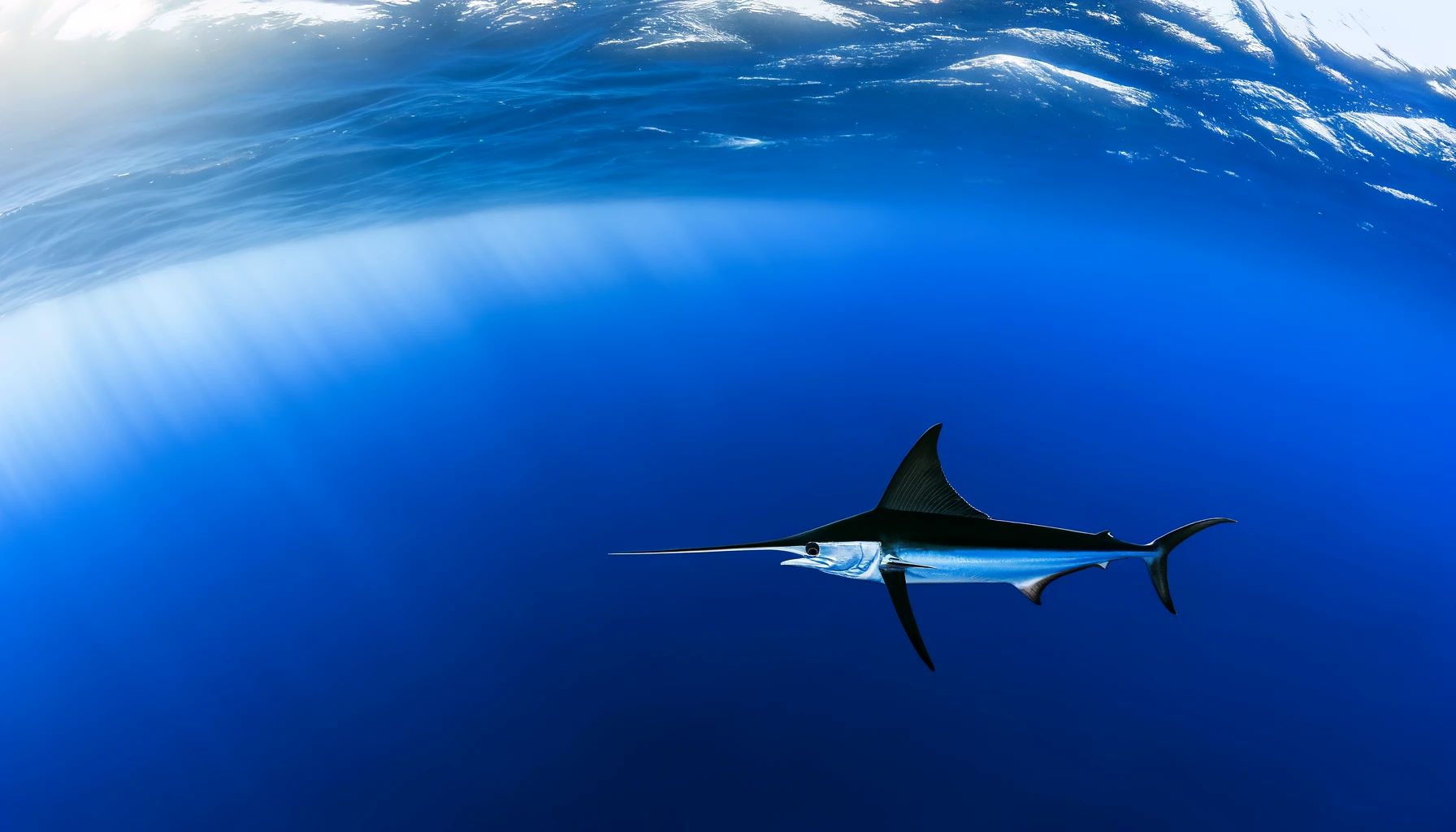 Swordfish vs Marlin: Key Differences Explored
